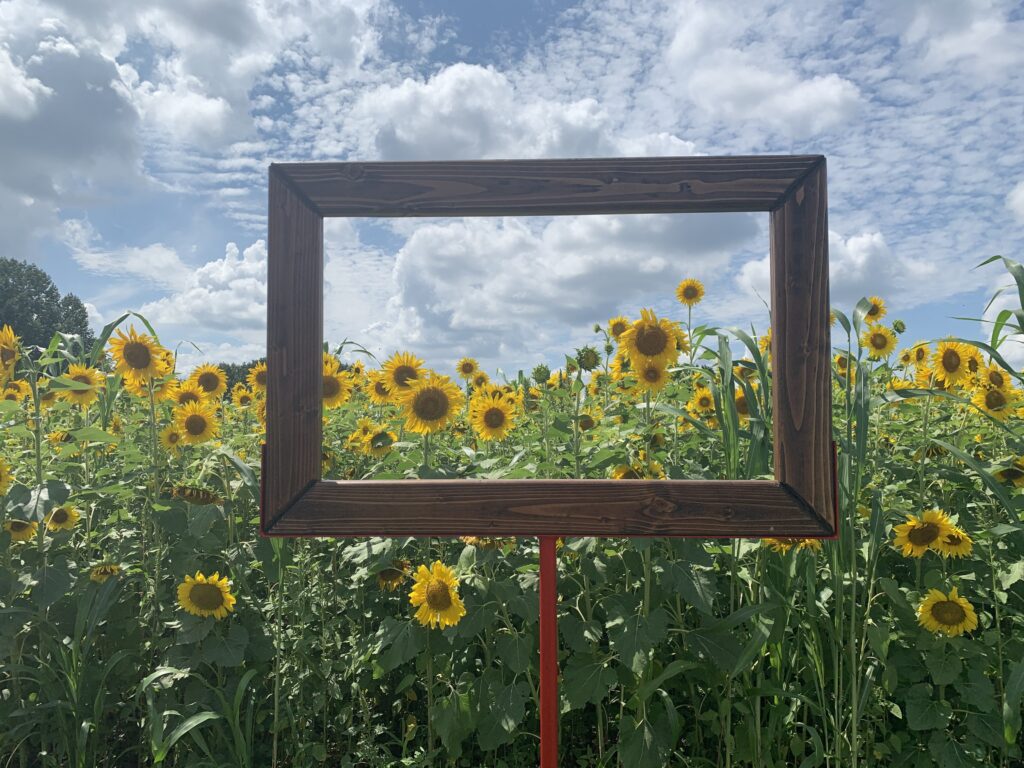 Sunflower Spectacular - Butler's Orchard
