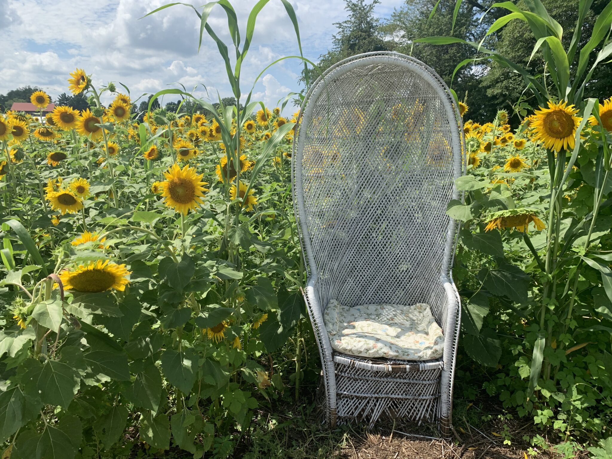 Sunflower Spectacular - Butler's Orchard