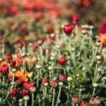 Farm Market - Butler's Orchard