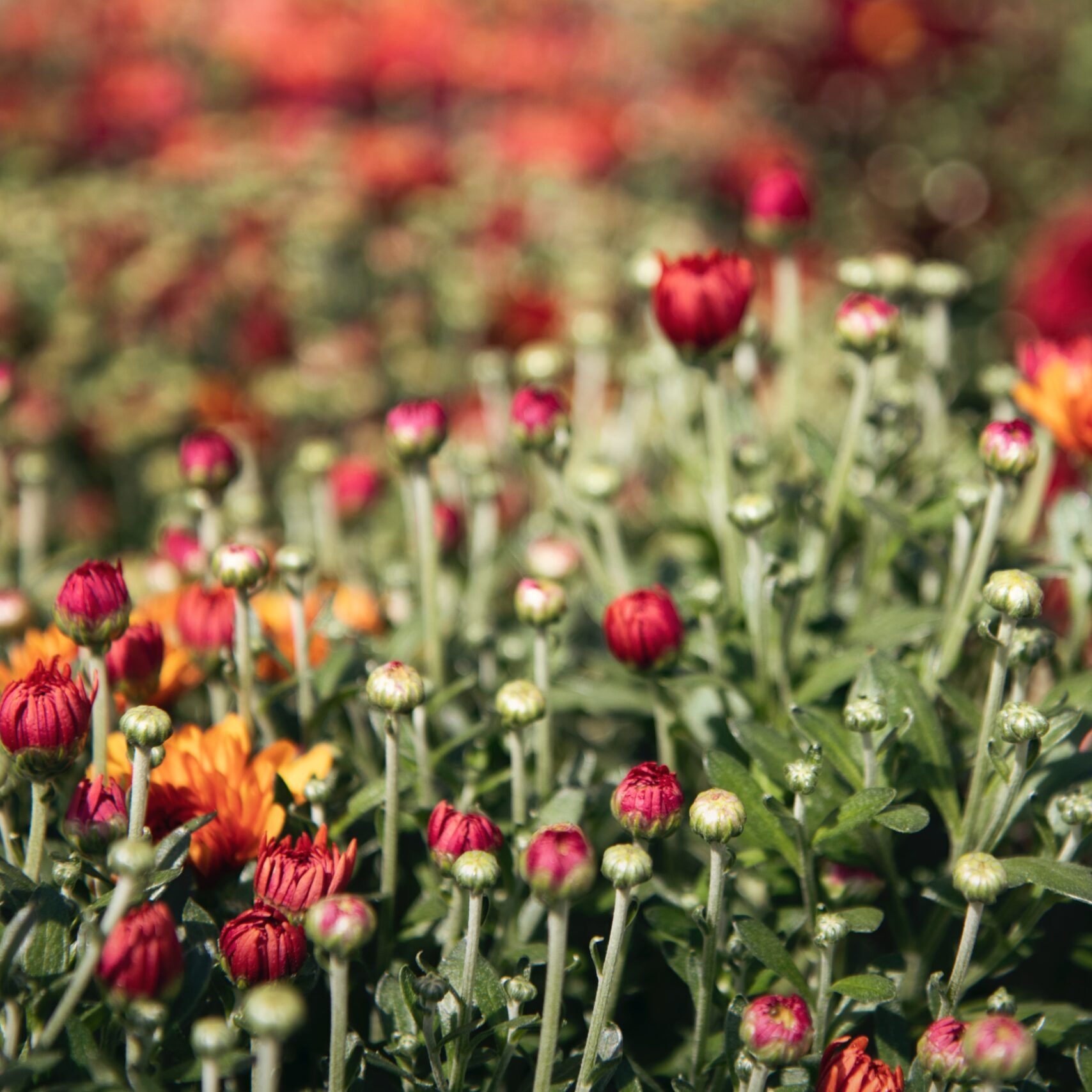 Farm Market - Butler's Orchard
